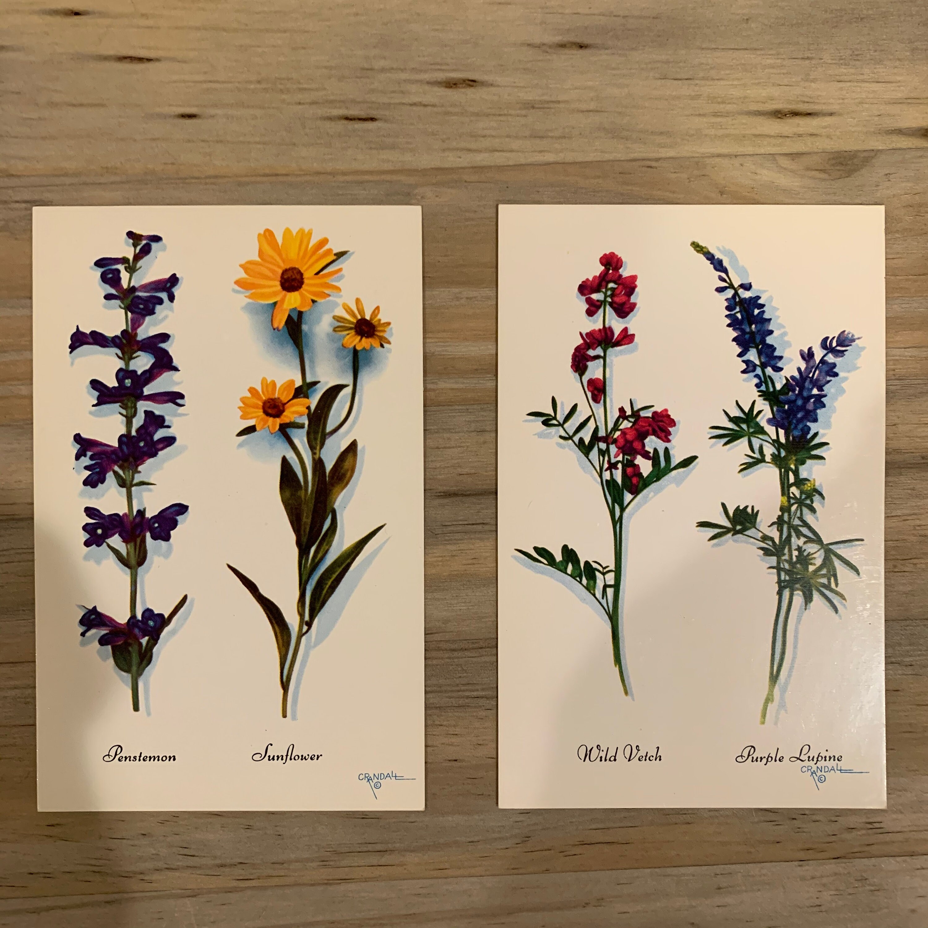 Vintage Flower Postcard Set - Etsy