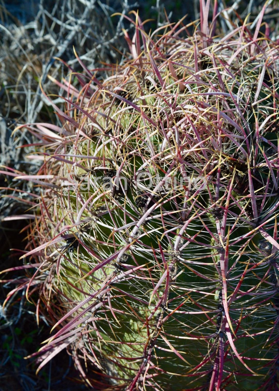 Barrel Cactus Digital Photo - Etsy