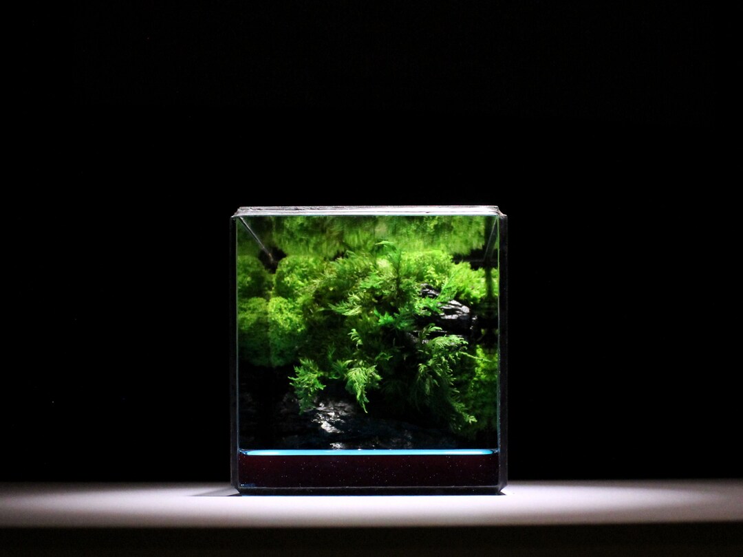 Green Cliff Terrarium, Glass Terrarium, Glass Geometric Terrarium ...