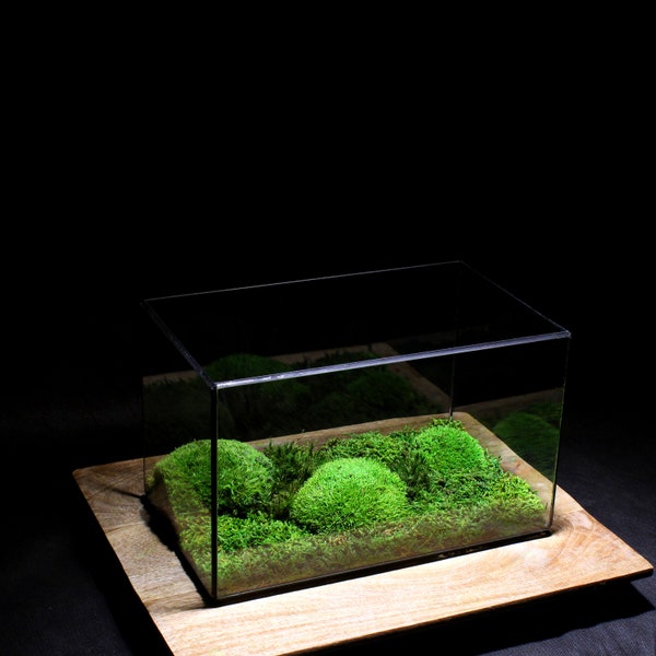 Desktop Terrarium - Etsy