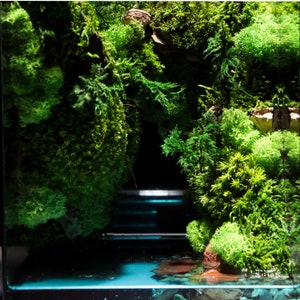 Preserved Moss Terrarium | Geometric Terrarium | Green Cliff Terrarium ...