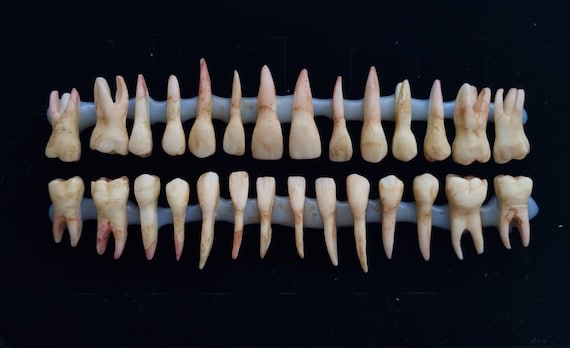 Human With Two Rows Of Teeth