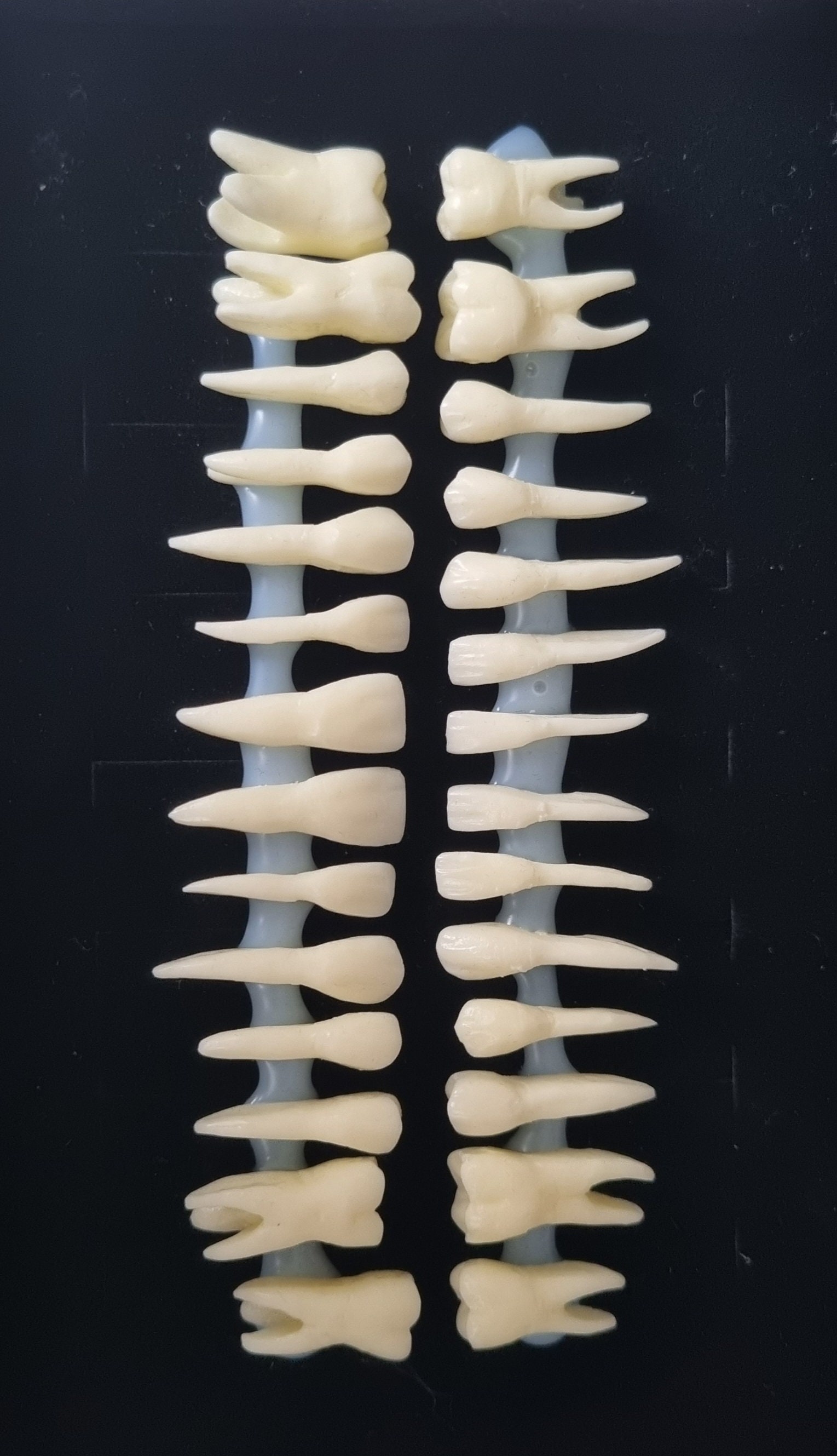 28 Resin Teeth. Realistic Morbid Human Tooth Set.full Grown - Root ...