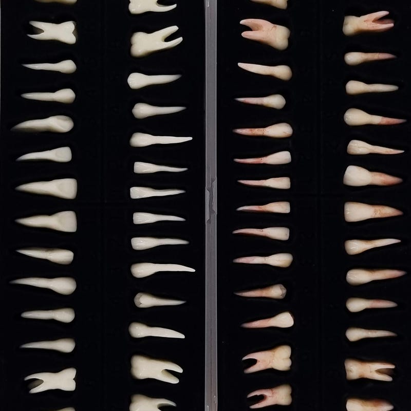 Fake Human Teeth - Etsy
