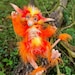 Made to Order Fiery From Labyrinth Fiery Poseable Art Doll - Etsy