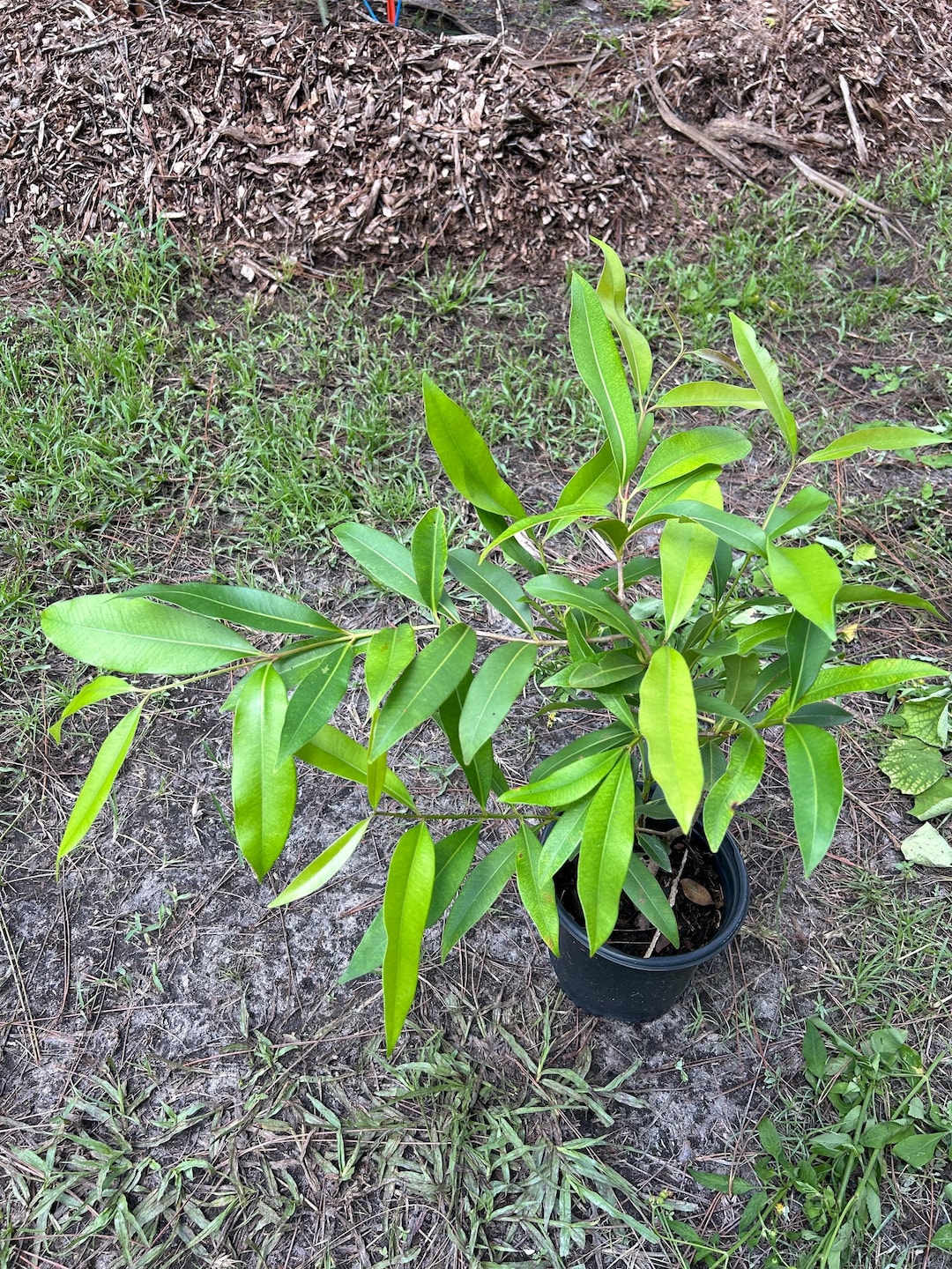 Jamun Tree (java Plum, Jambul, Black Plum, Jambolan, Jmblang, Syzygium ...