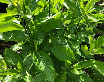 African Bitter Leaf | Etsy