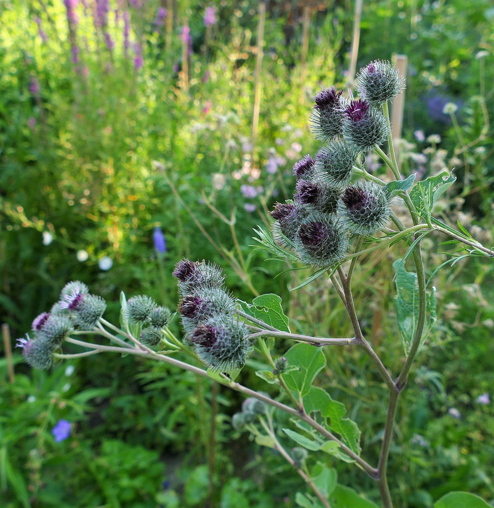 Burdock Seeds