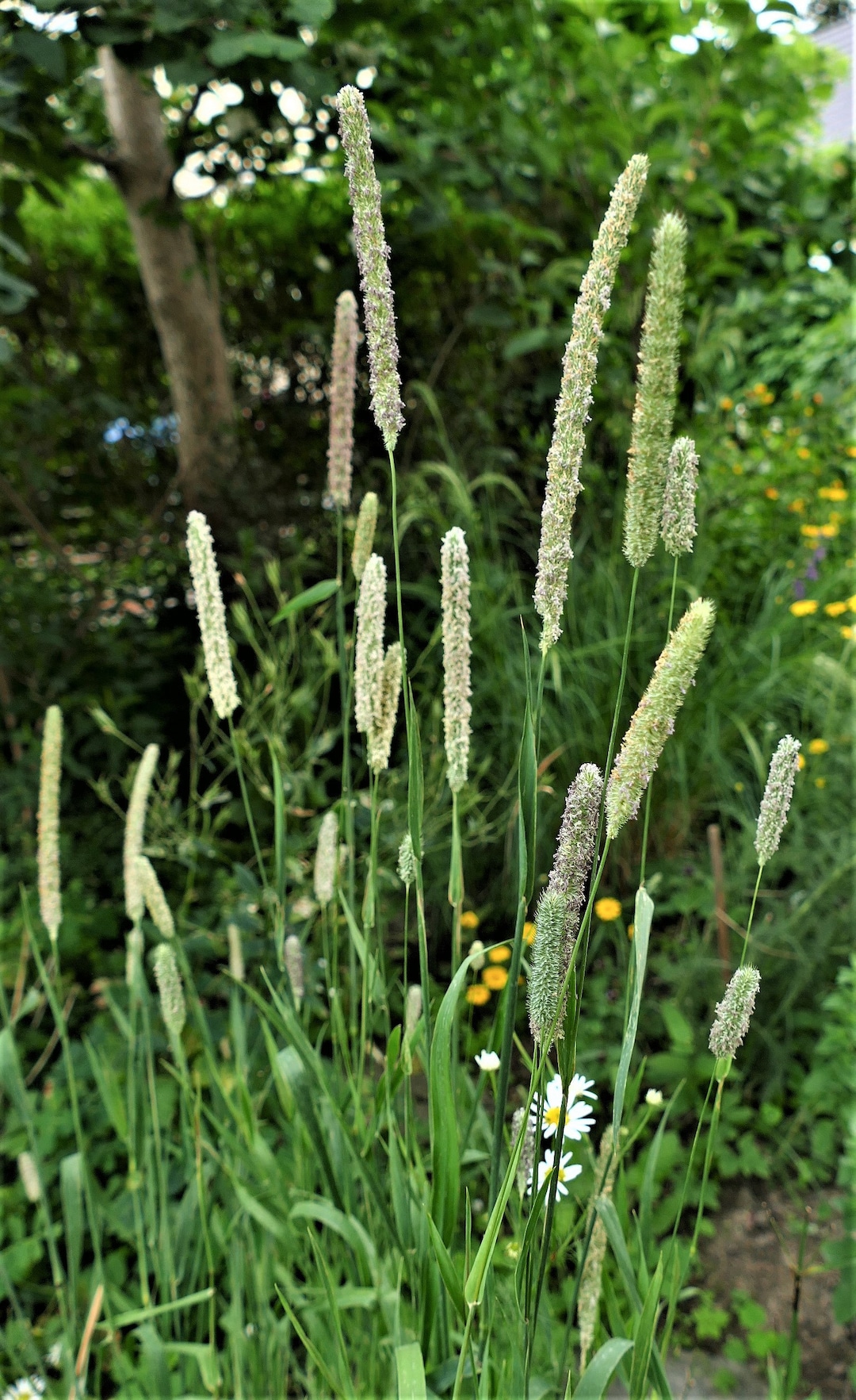 Wiesen-Lieschgras 200 Korn - Etsy.de