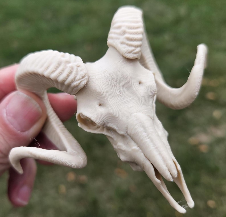 Beige Bone Color 3D Printed Realistic Ram/goat/sheep Skull Custom ...