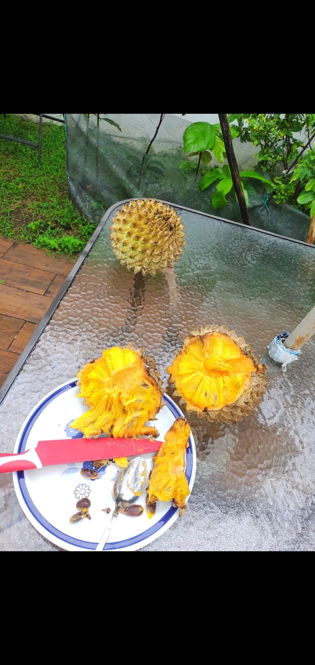 Annona Purpurea soncoya - Etsy