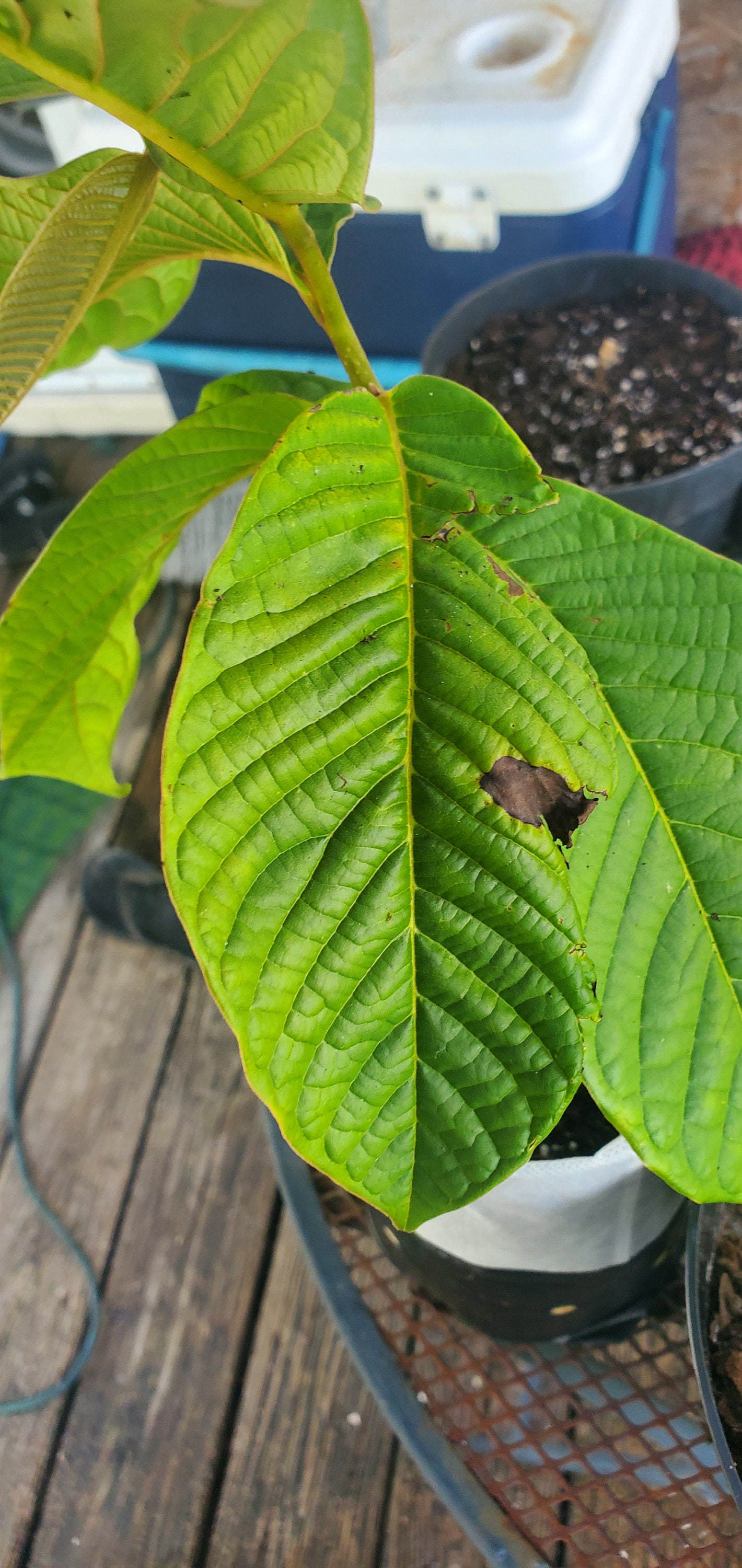 Annona Purpurea soncoya - Etsy