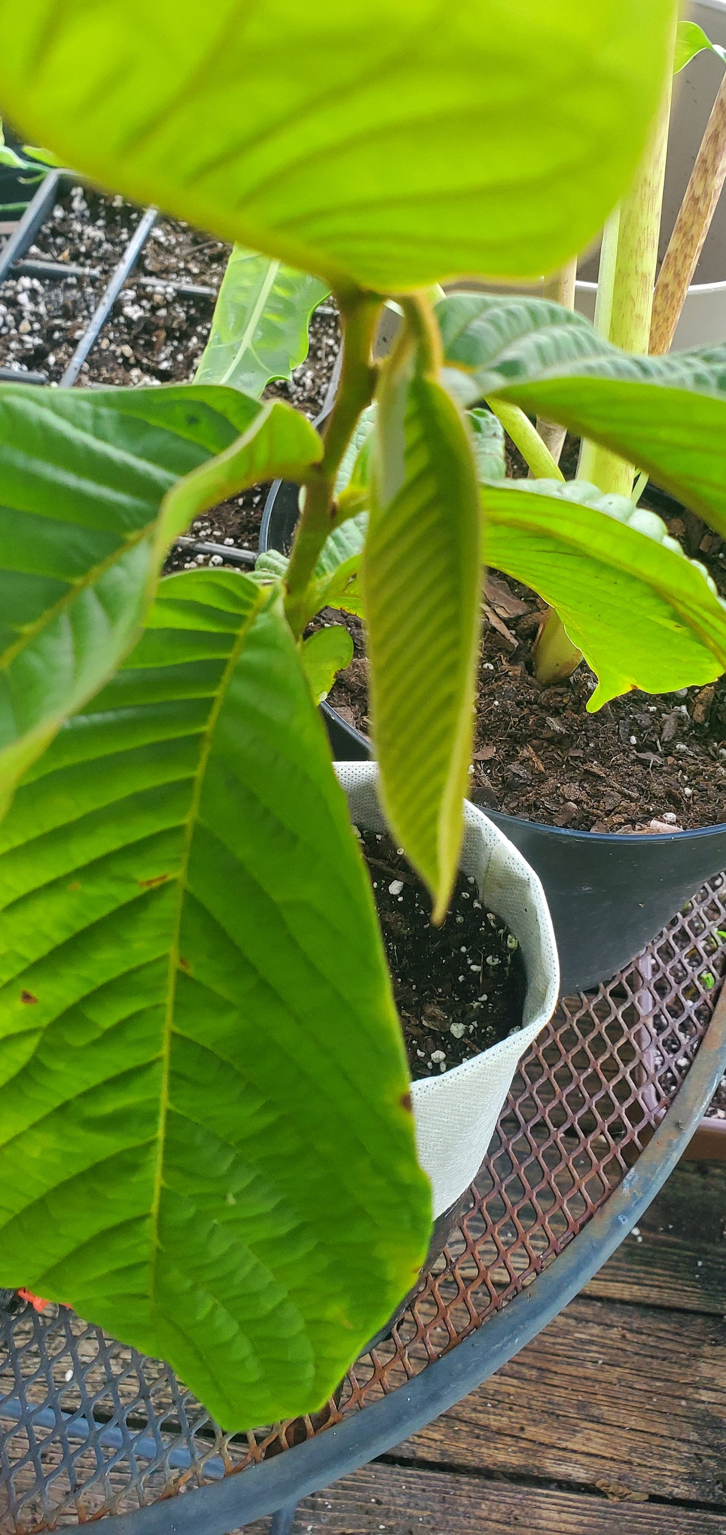 Annona Purpurea soncoya - Etsy