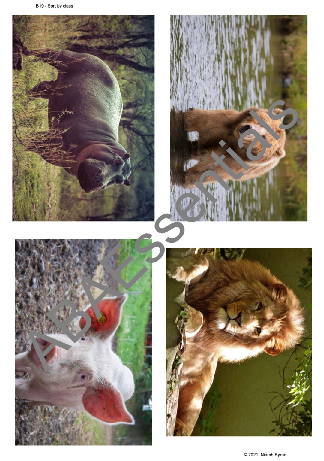 ABLLS-R B19 Flashcards Sort by Class - Etsy