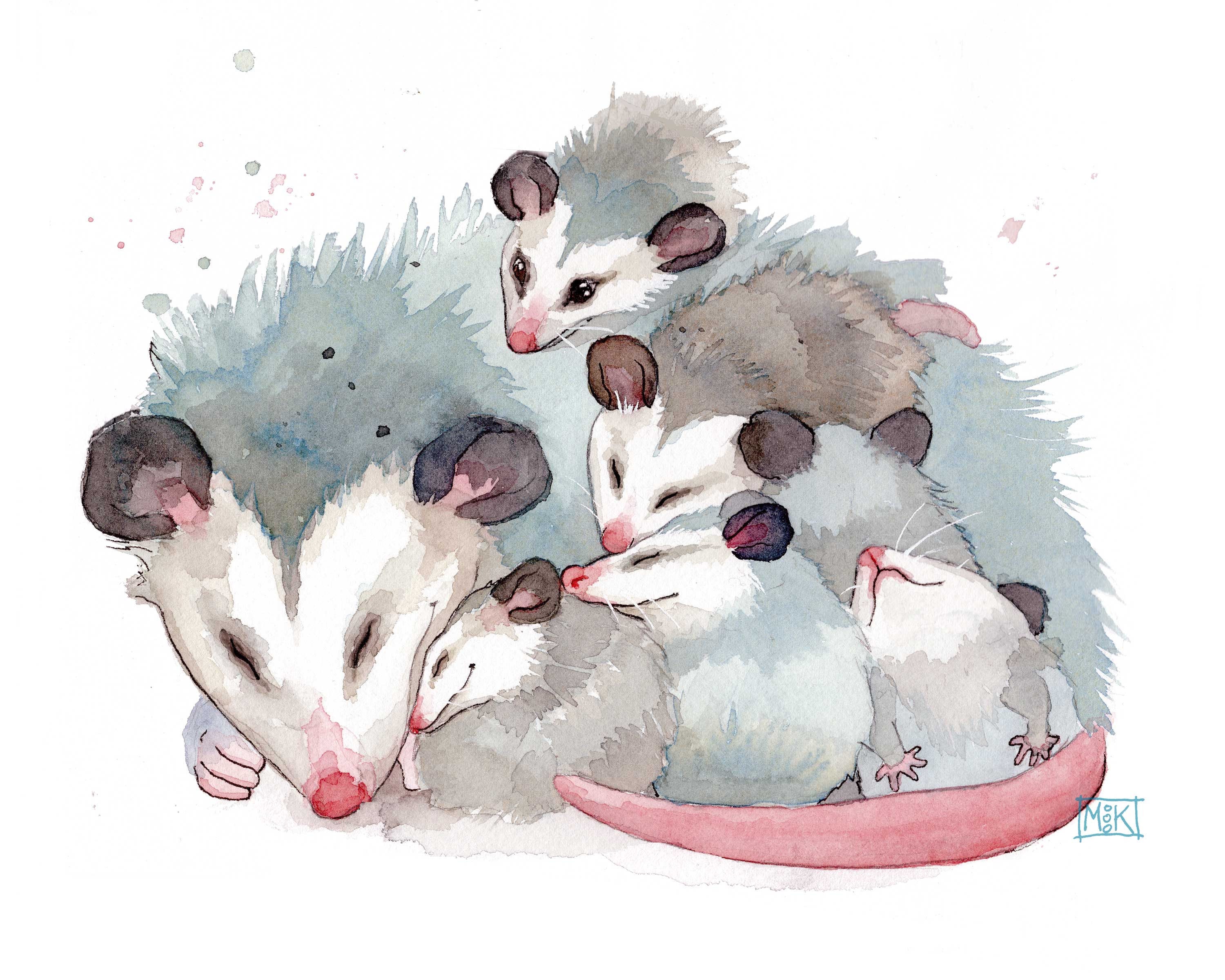 Cute Possums