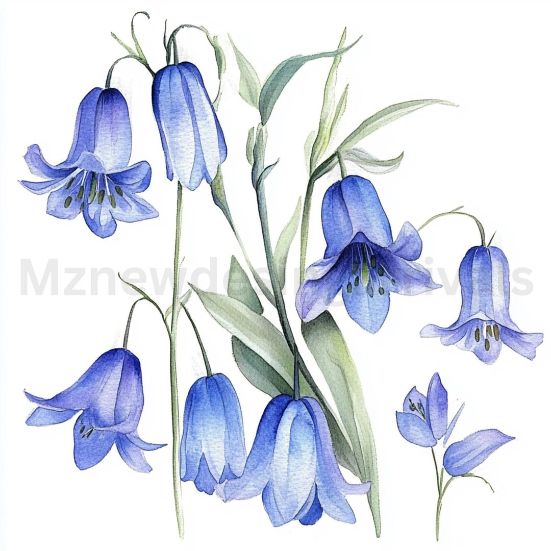 Bluebells Clipart, Watercolor Bluebells, Printable Watercolor Clipart ...
