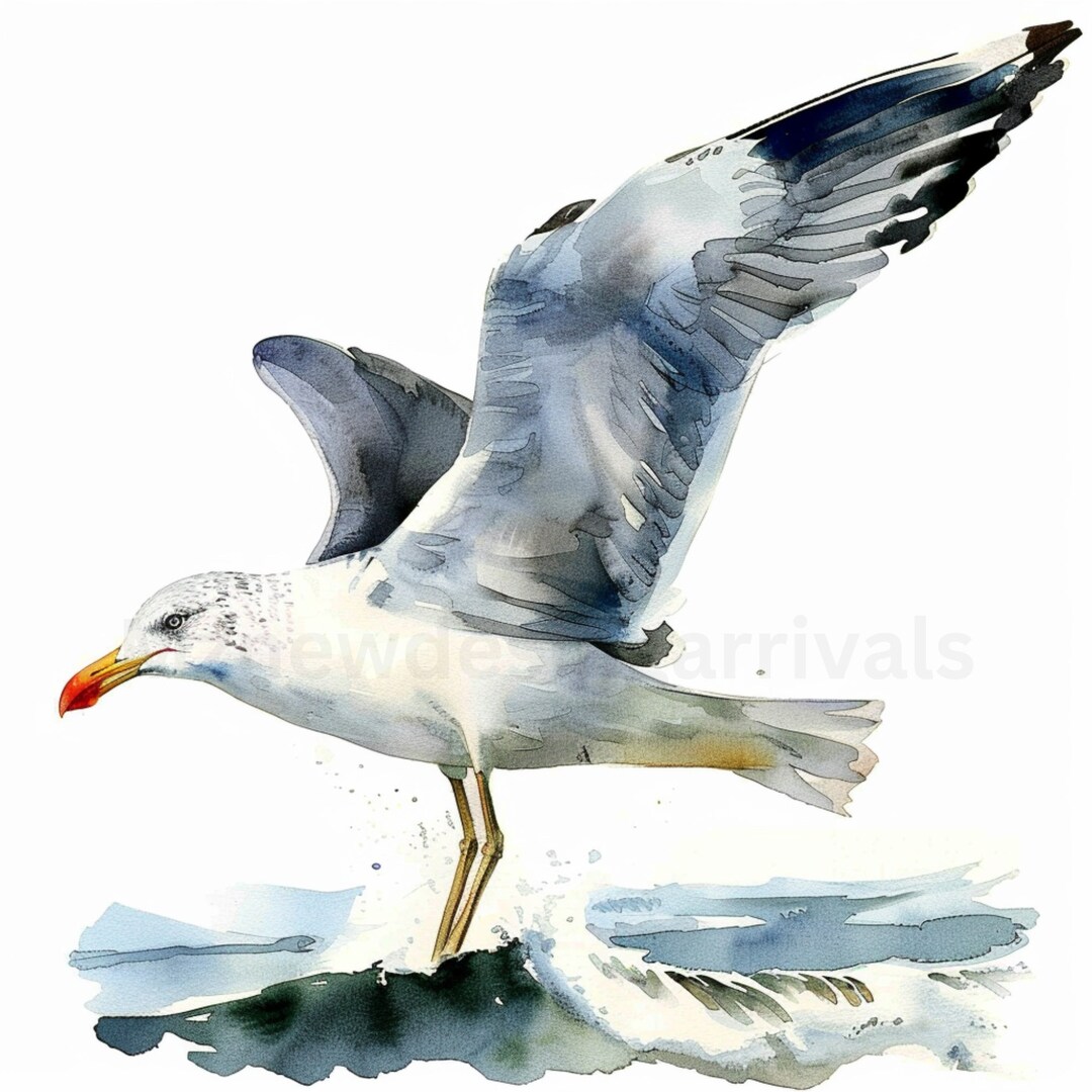4 Seagull Clipart, Gull Clipart, Printable Watercolor Clipart, High ...
