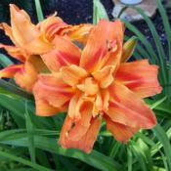 Daylily - Etsy