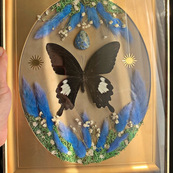 Real Butterfly Framed - Etsy