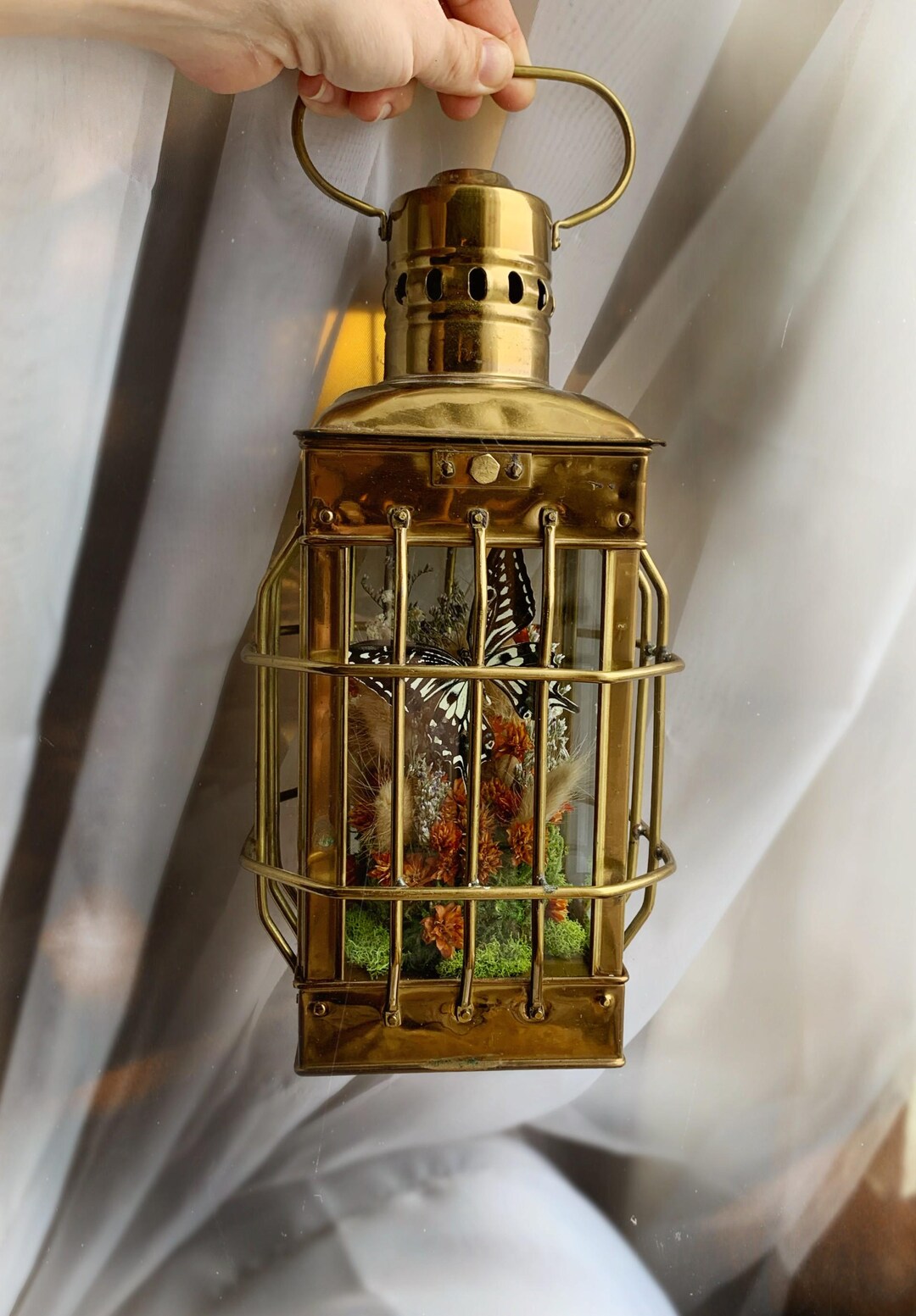 Antique Ship Marine Lantern, Butterfly Taxidermy, Preserved Insect in ...