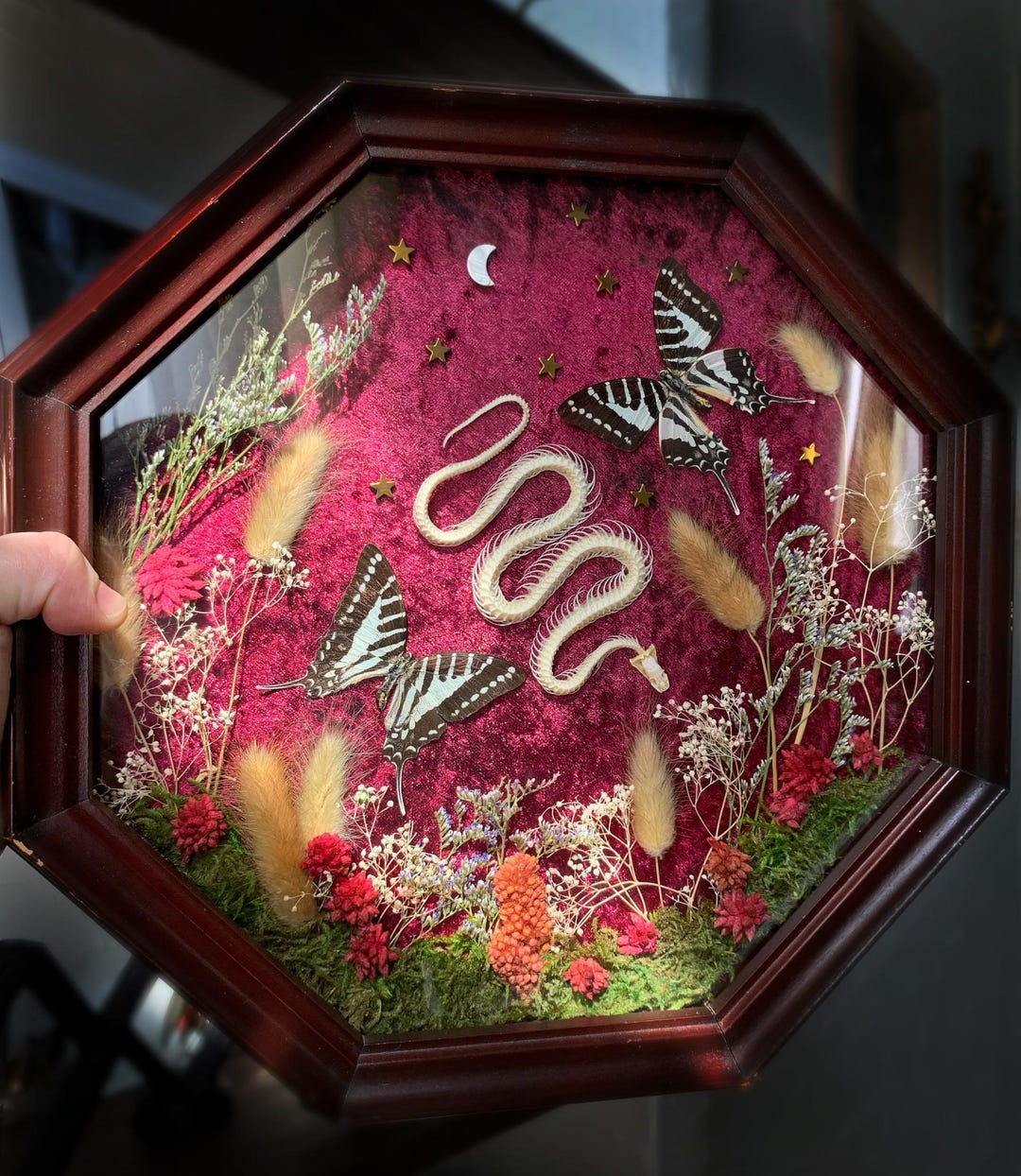 Octagon Shadow Box, Butterfly Taxidermy, Snake Skeleton, Gothic Decor ...