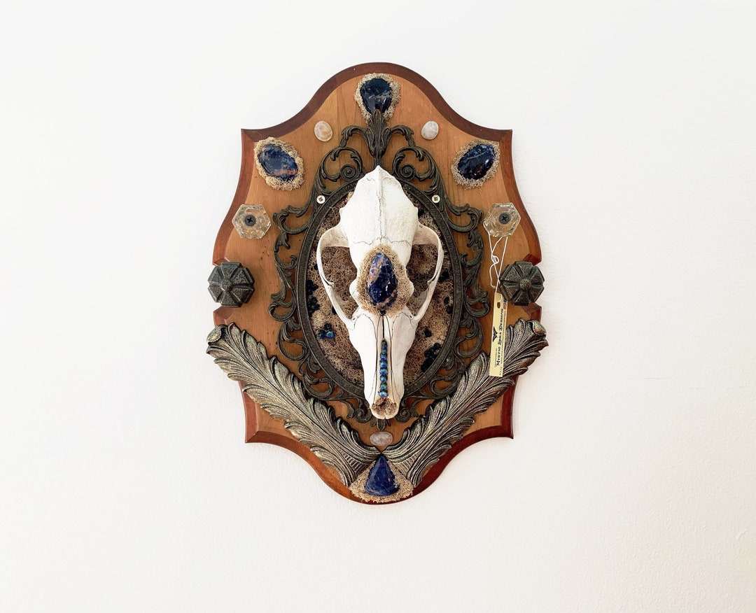 Coyote Skull Mount, Assemblage Art, Coyote Decoration, Ethically ...