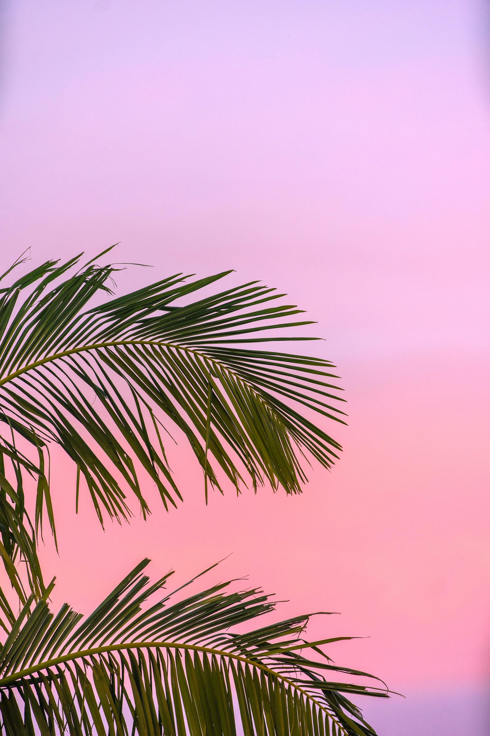 Palm Tree Waving in the Summer Evening Glow - Etsy