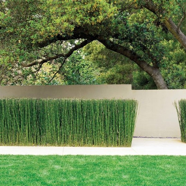 Horsetail Reed - Etsy