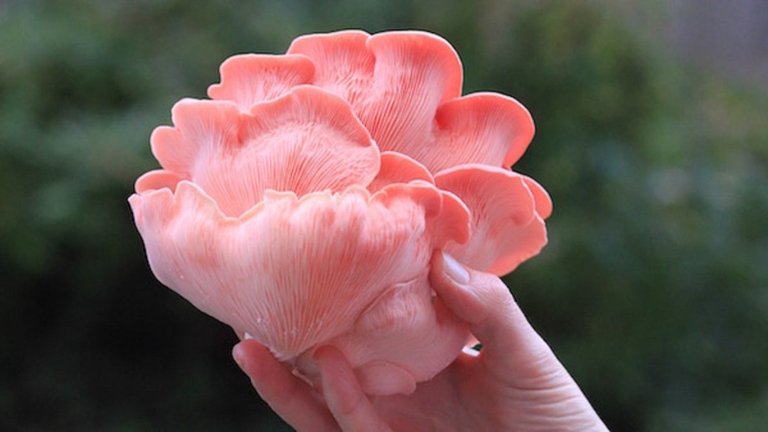 25 X Pink Oyster Mushroom Plugs. Grow Your Own Spores Spawn - Etsy
