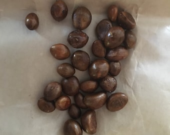 Loquat Tree Seeds- Japanese Plum Tree Seeds - Etsy