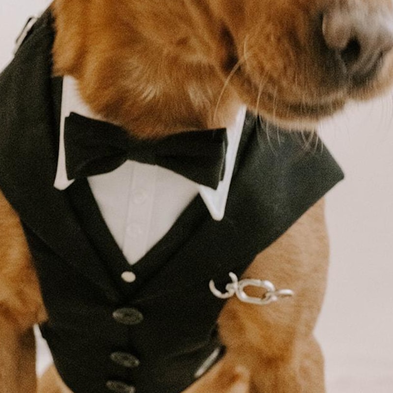 Dog Ring Bearer - Etsy