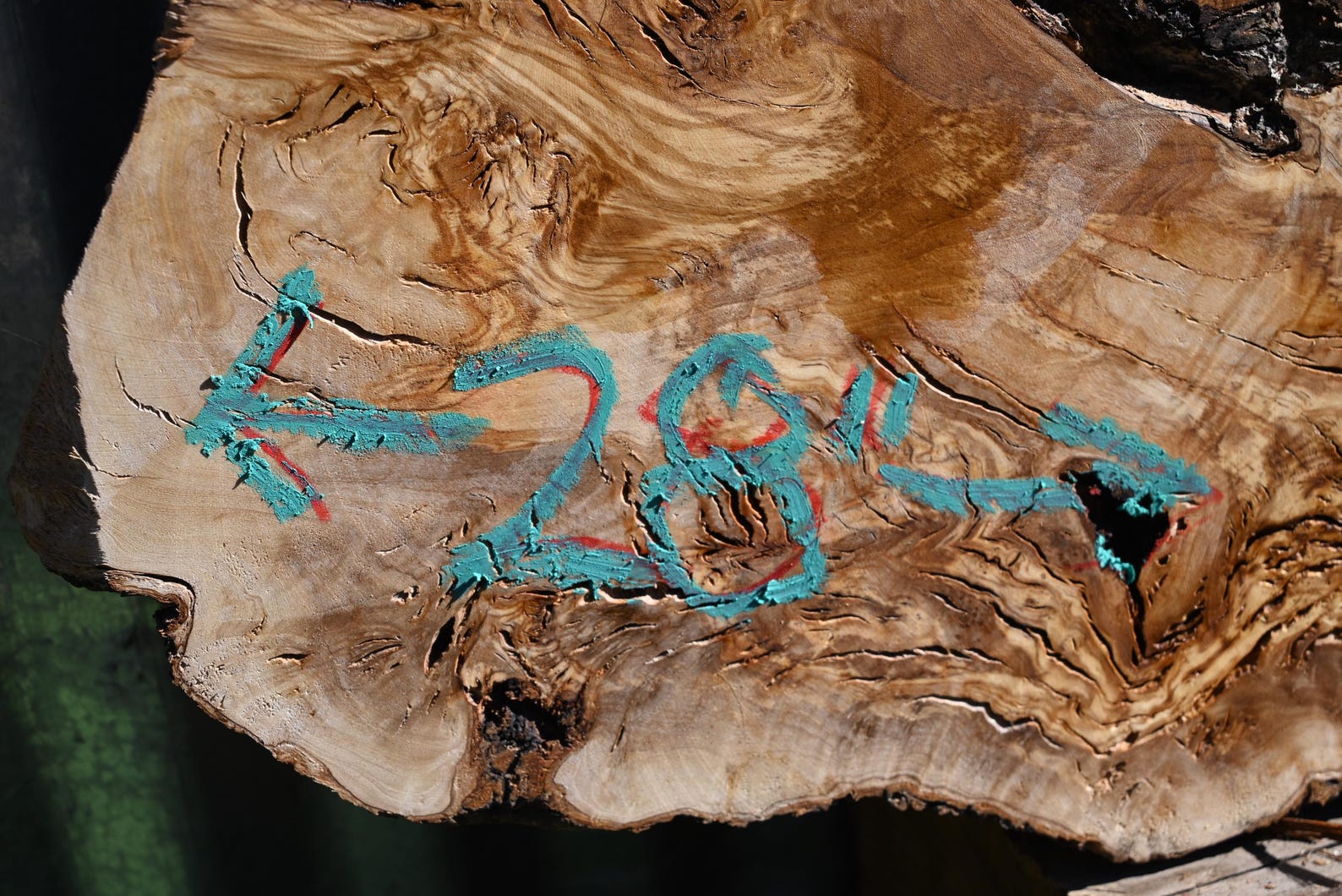 Olive Root Burl Slab - Etsy