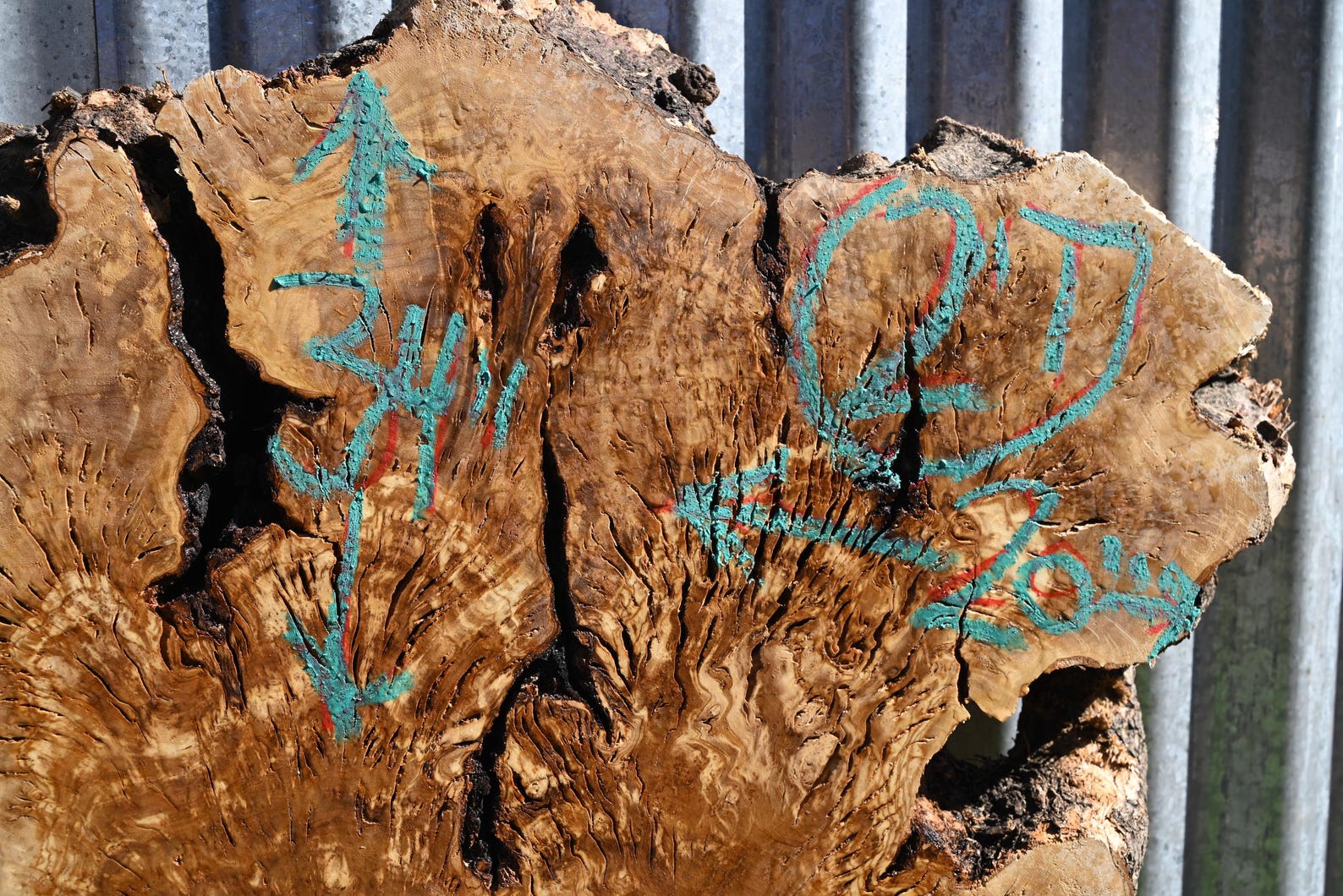 Olive Root Burl Slab - Etsy