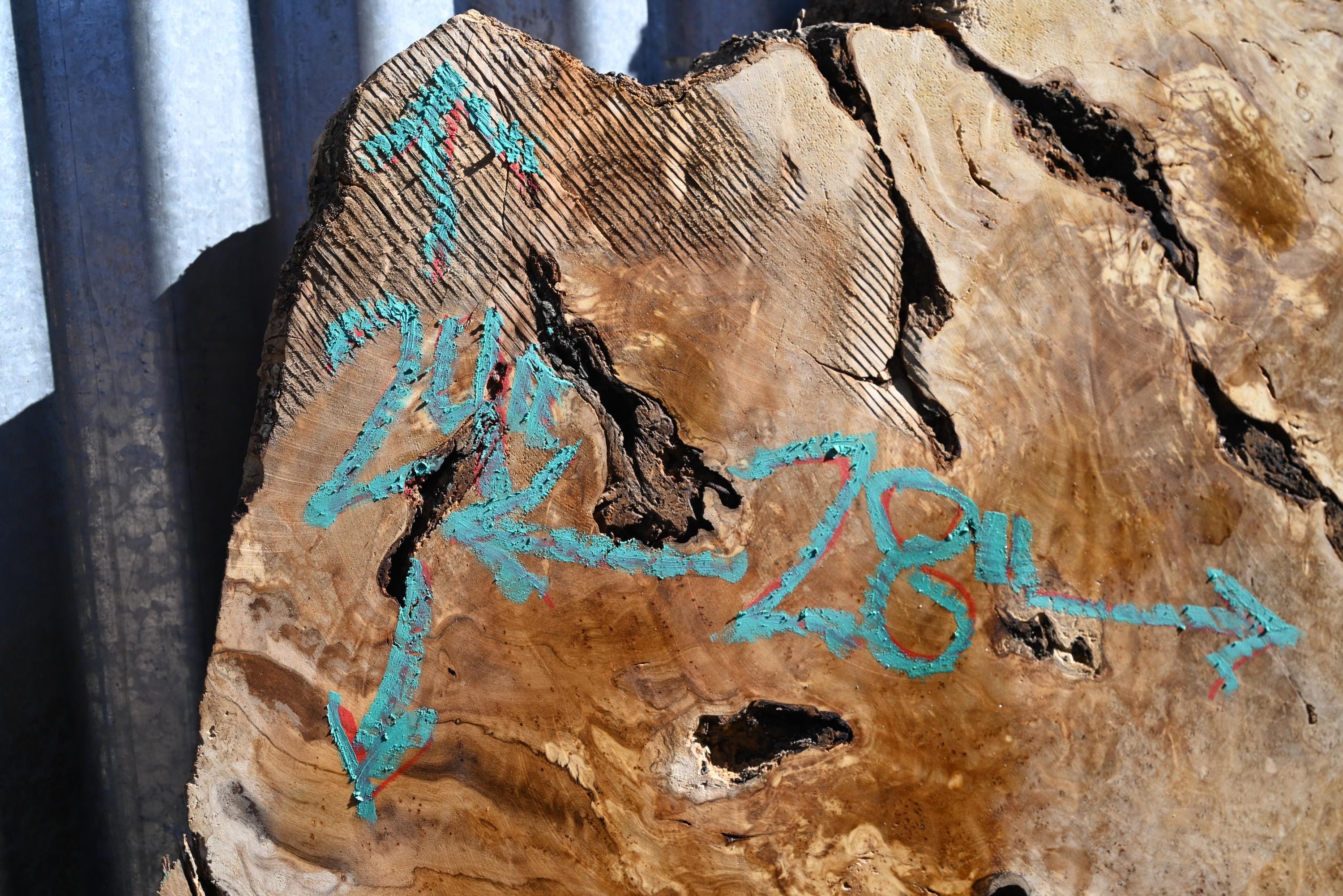 Olive Root Burl Slab - Etsy