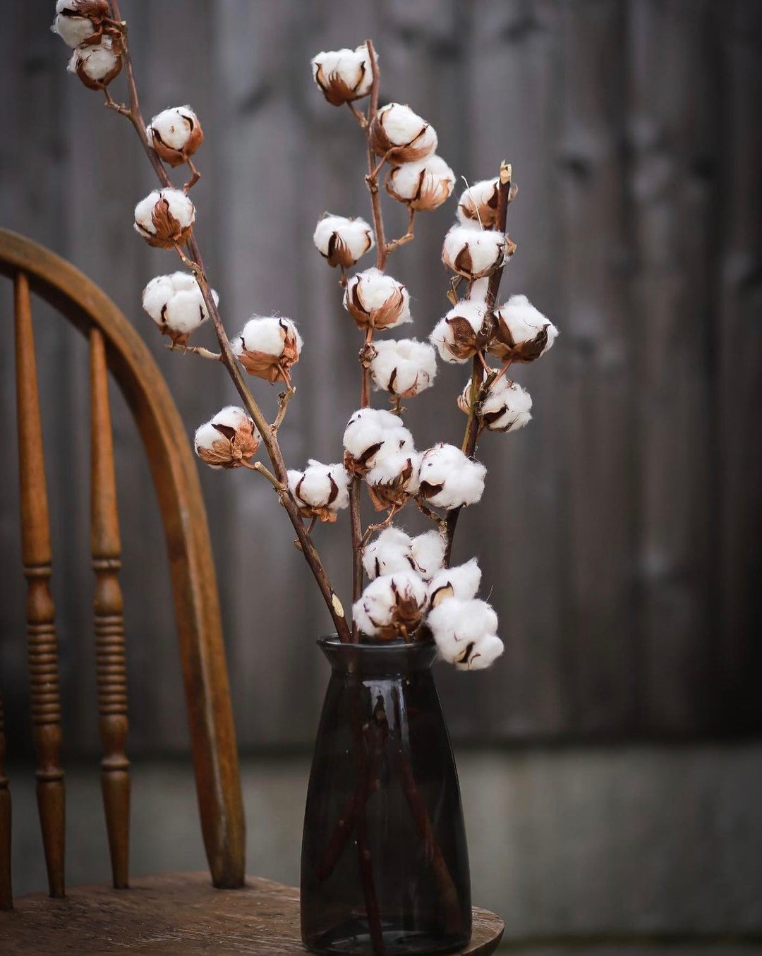 Dried Cotton Stems/ Gossypium /katoen/ Fluffy Cotton /natural Dried ...