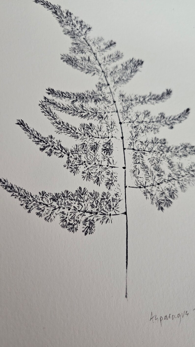Asparagus Fern Pressed Leaf Print - Etsy