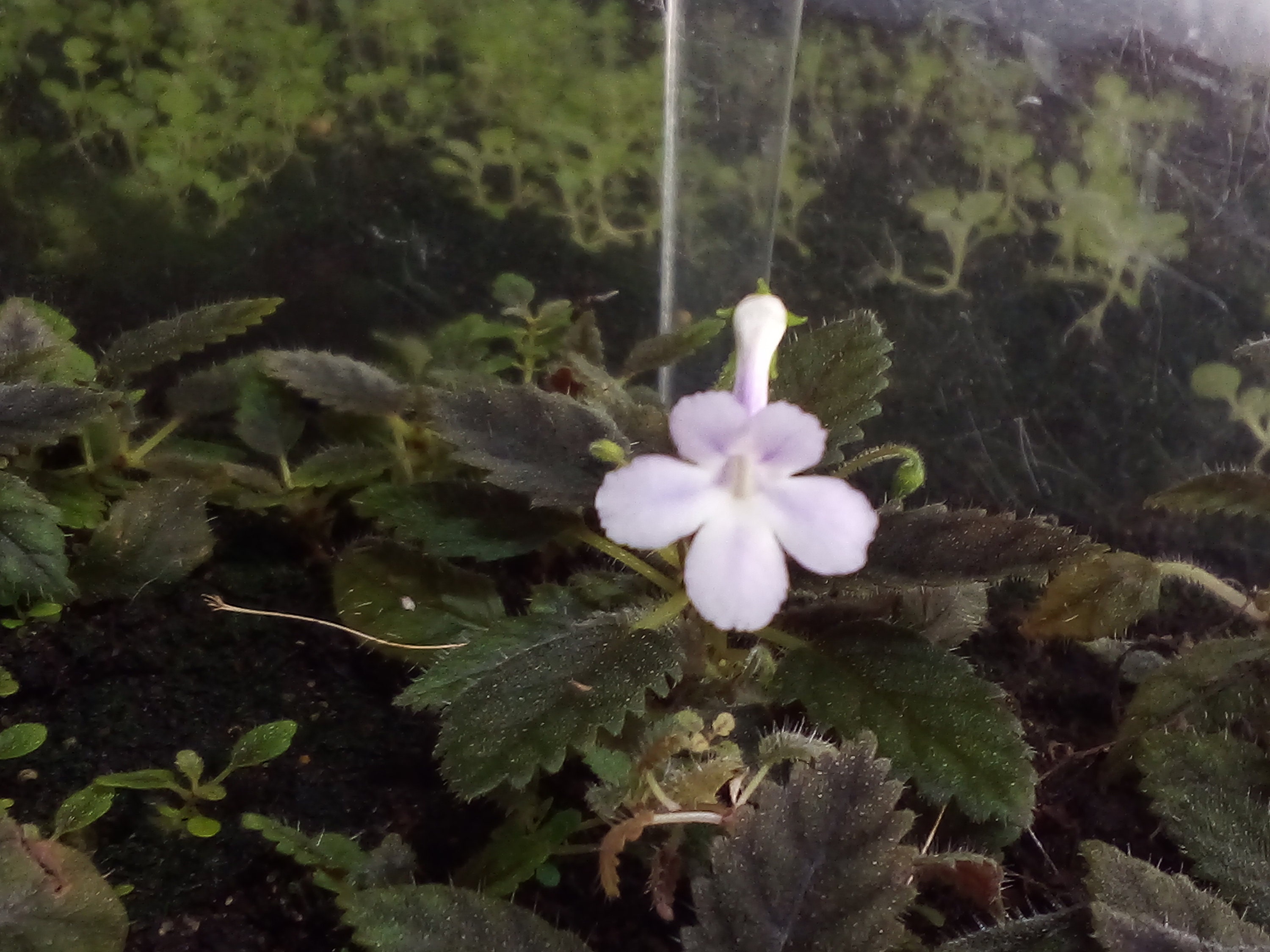 Micro mini sinningia musicola seedpods | Etsy