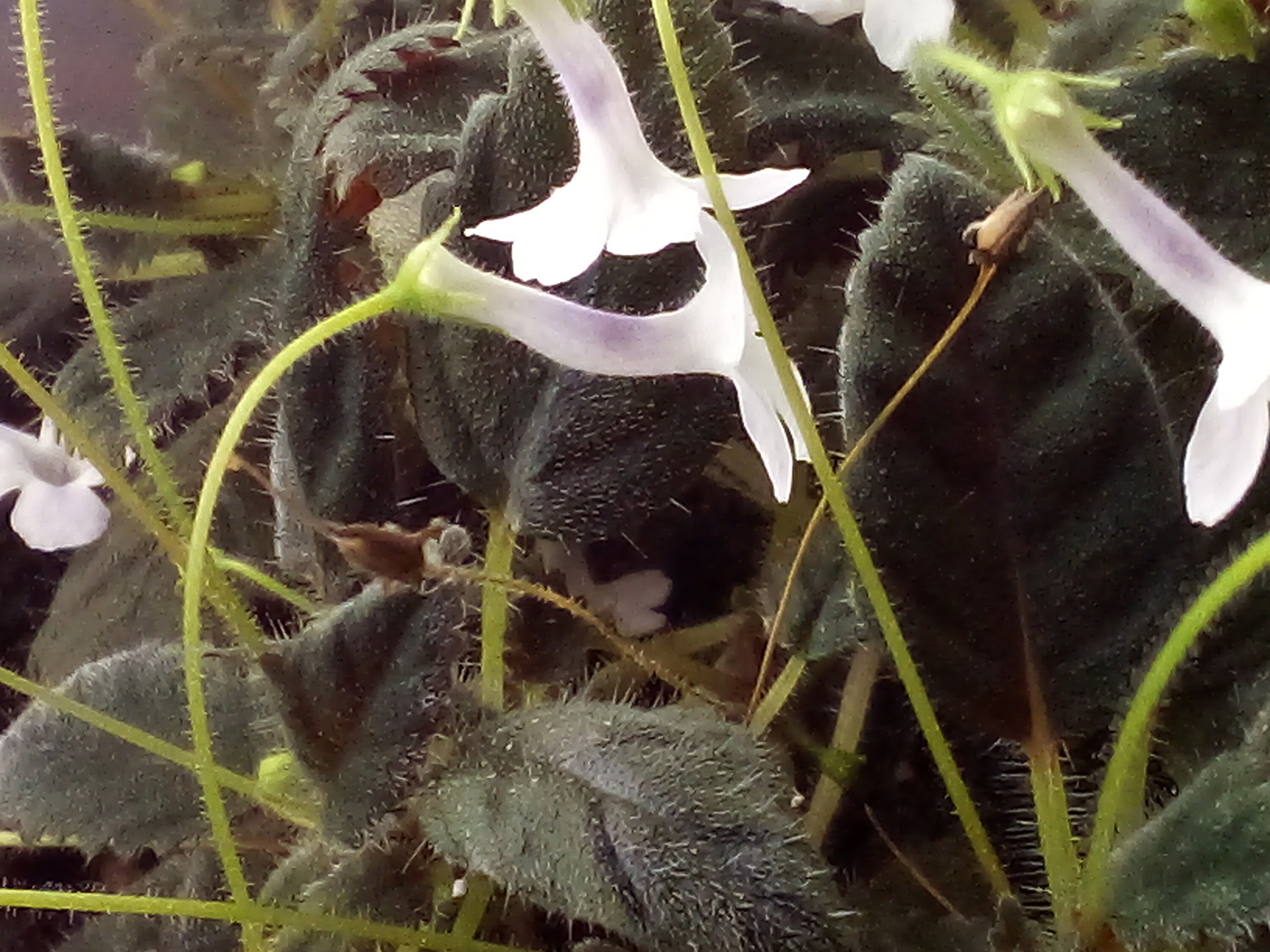 Micro mini sinningia musicola seedpods | Etsy