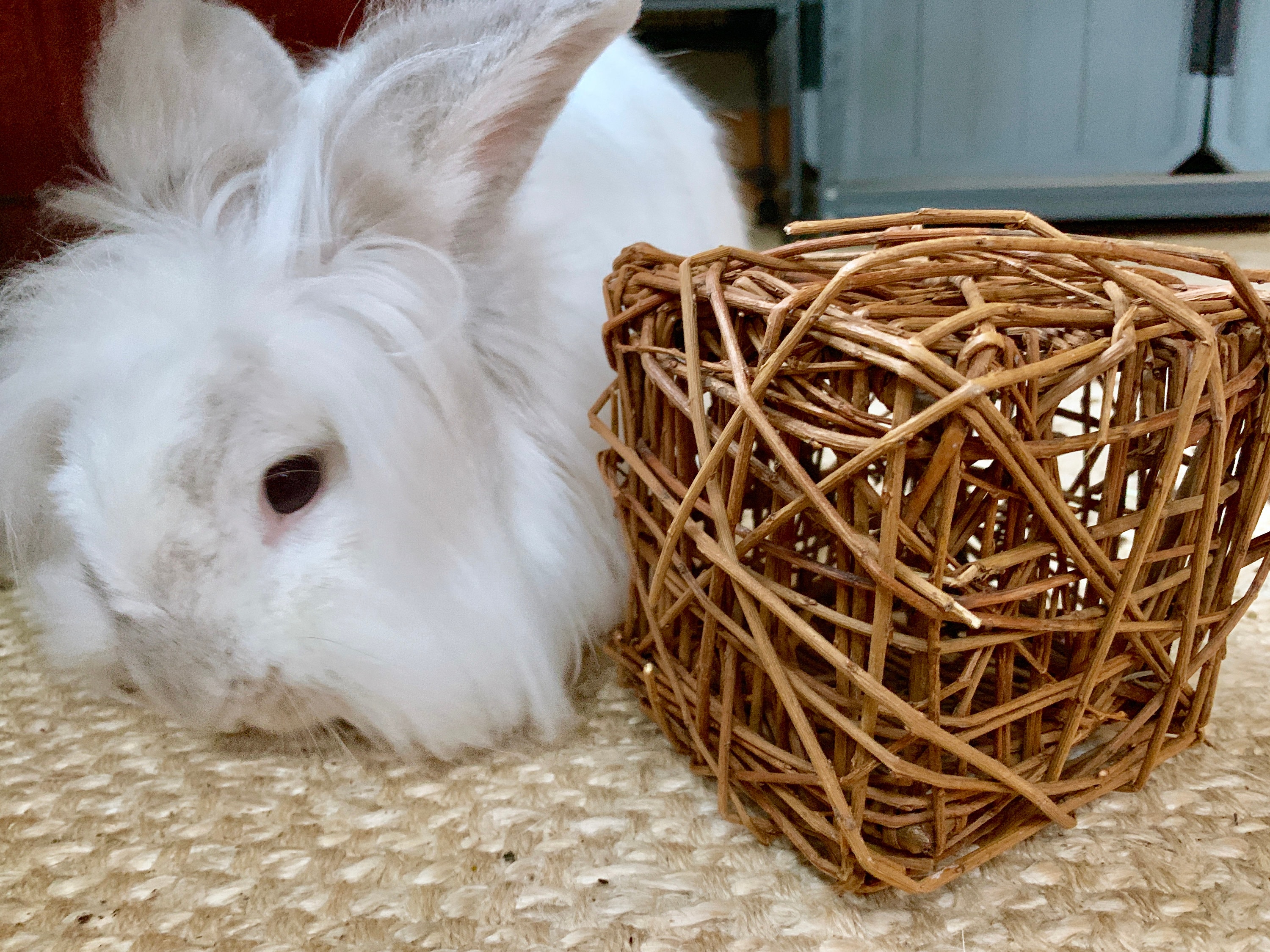 Willow Cube Chew Toy Bunny Rabbit Guinea Pig Chinchilla - Etsy