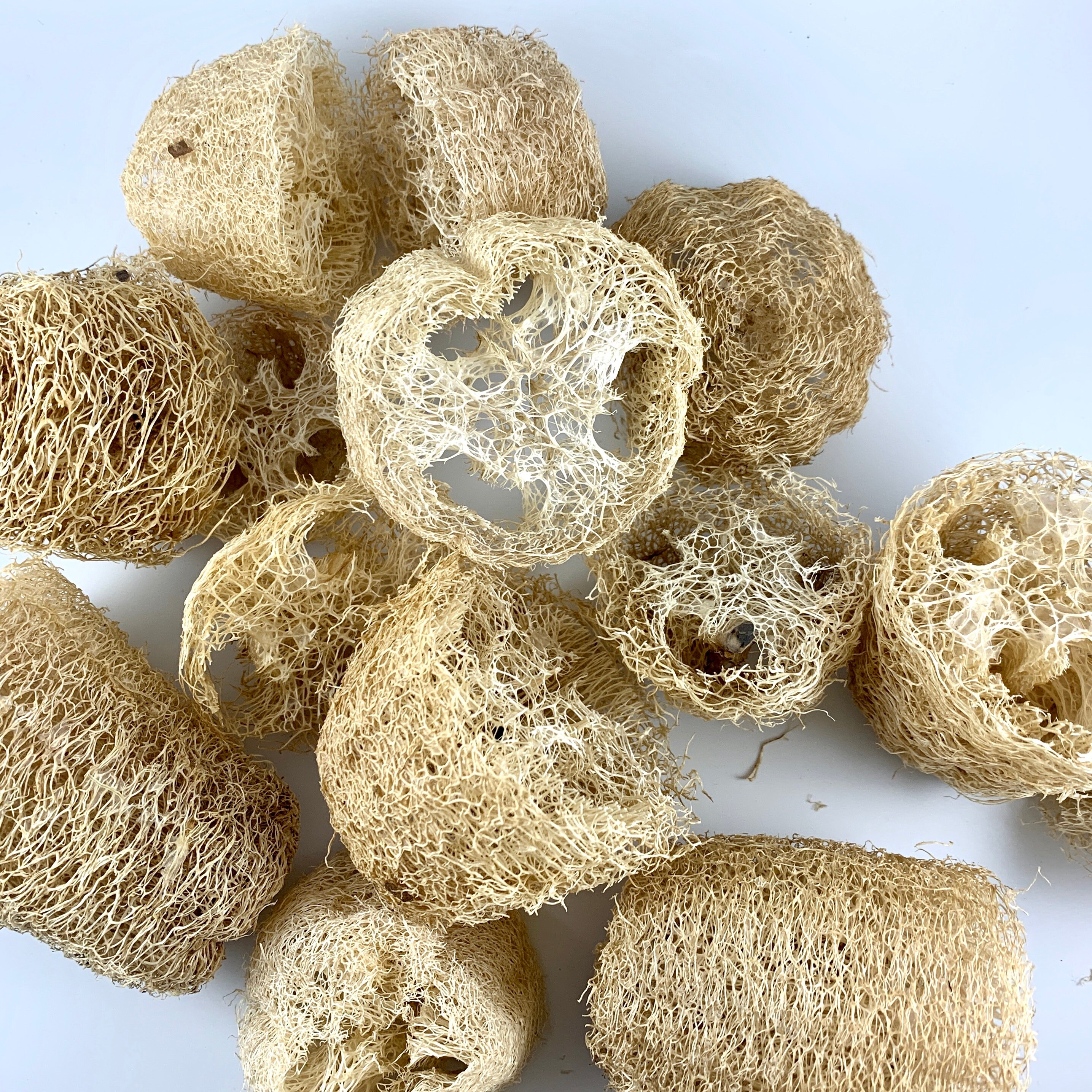 DISCOUNTED Loofah Bits & Bobs | Luffa Gourd | Bunny Rabbit, Guinea Pig ...