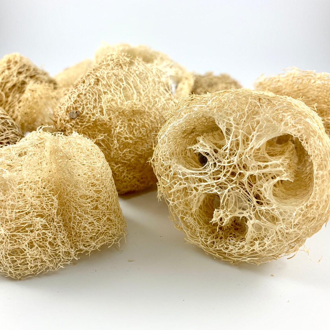 DISCOUNTED Loofah Bits & Bobs | Luffa Gourd | Bunny Rabbit, Guinea Pig ...