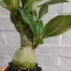 Adenium Arabicum 'black Giant' Seeds: Grow Your Own Exotic Desert Rose ...