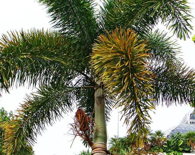 Foxtail Palm Tree(2 Palms) Wodyetia Bifurcata, - Etsy