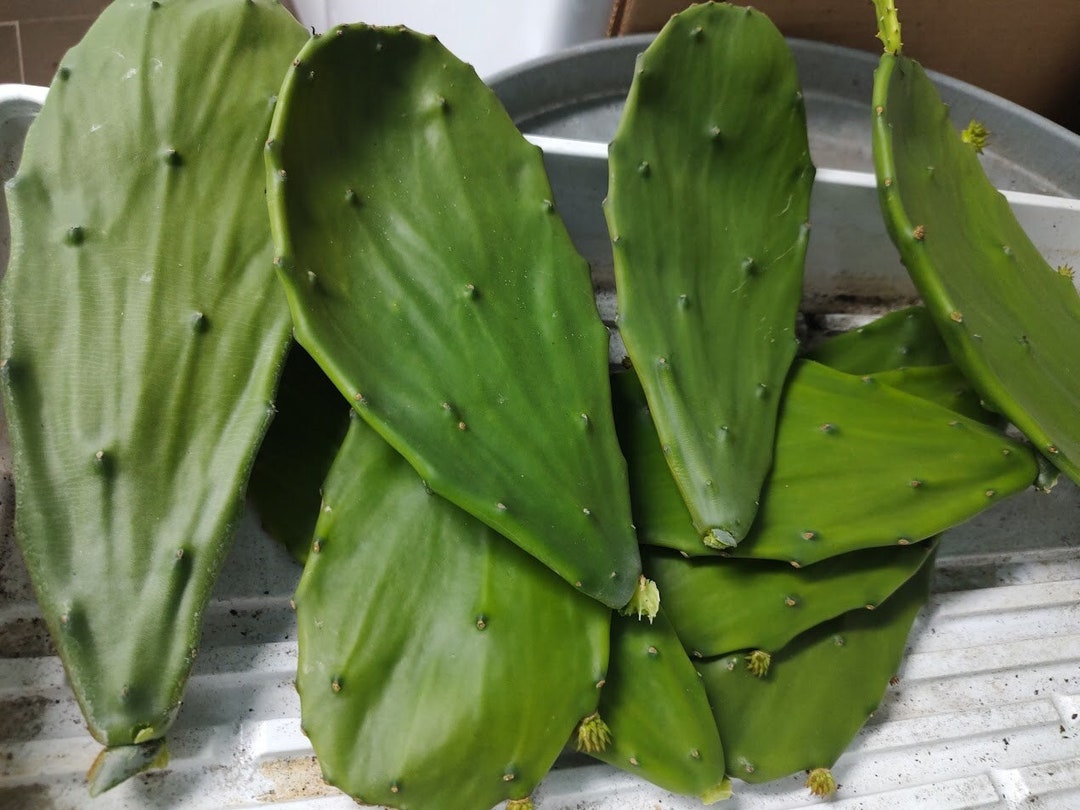Cactus Nopal Pads 1 Lb. Prickly Pear Opuntia Cactus Pads - Etsy