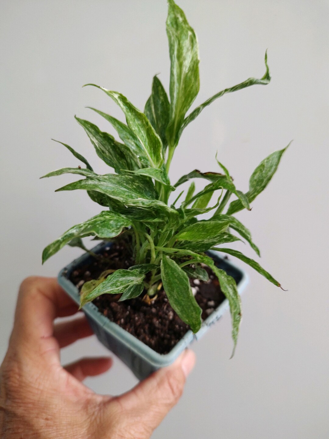 Spath 2domino Variegated Peace Lily Domino Spathiphyllum - Etsy