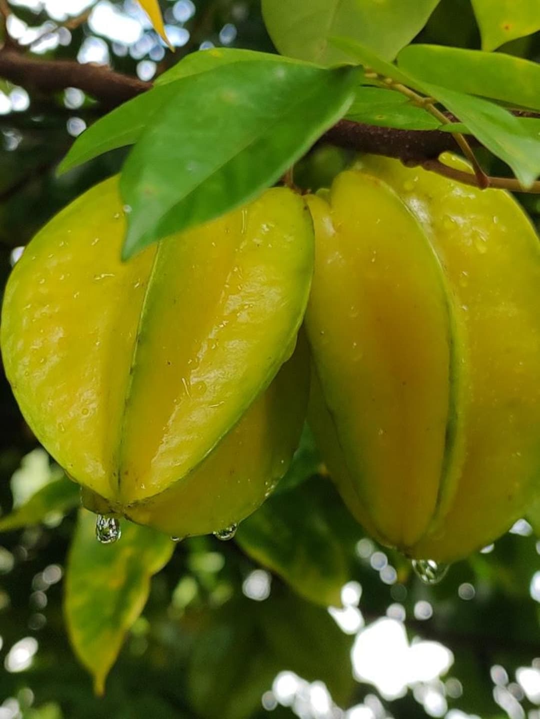 Star Fruit Tree-carambola - Etsy