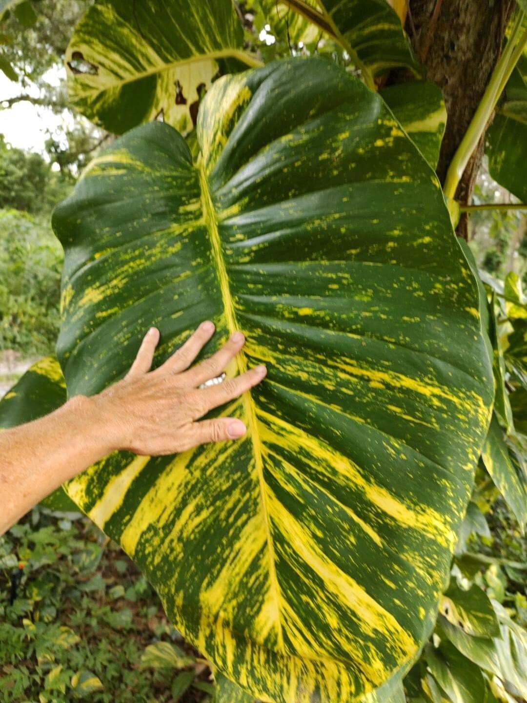 Epipremnum,aureum,giant Hawaiian, Golden Pothos Cuttings10 10-12