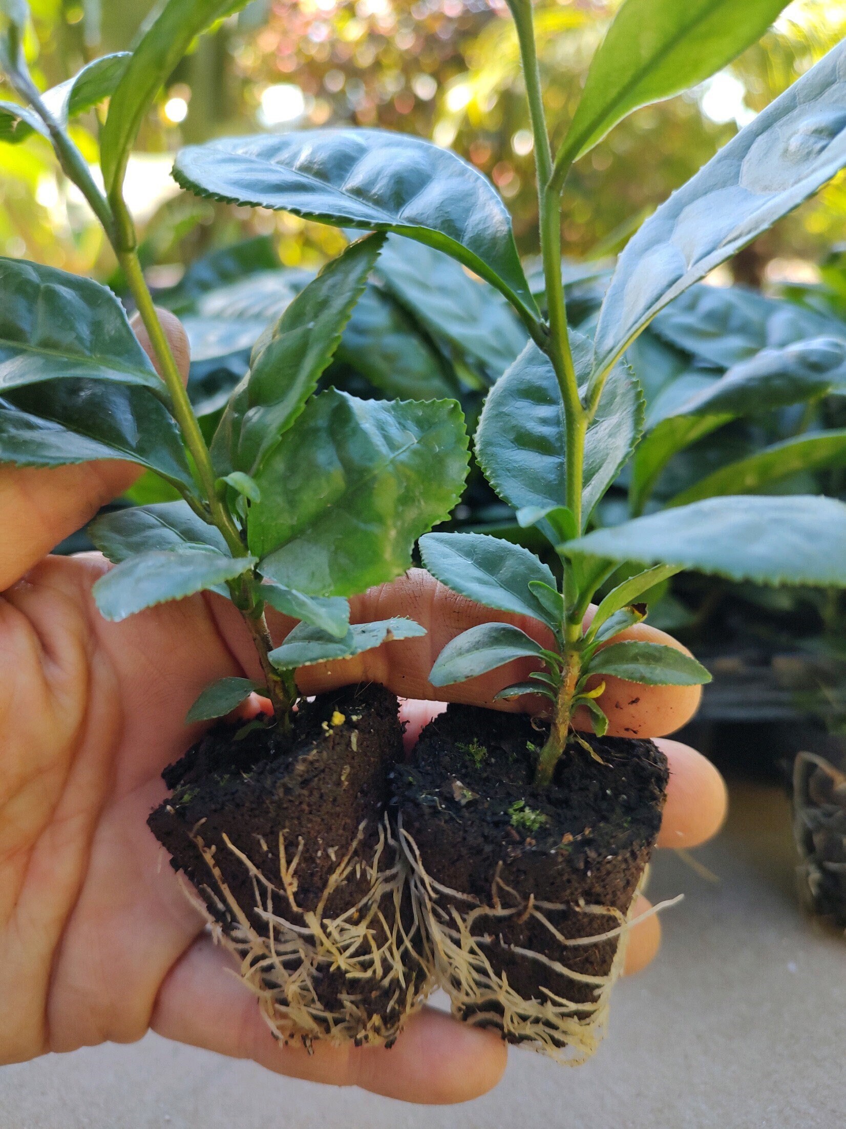 Green Tea Tree Plant