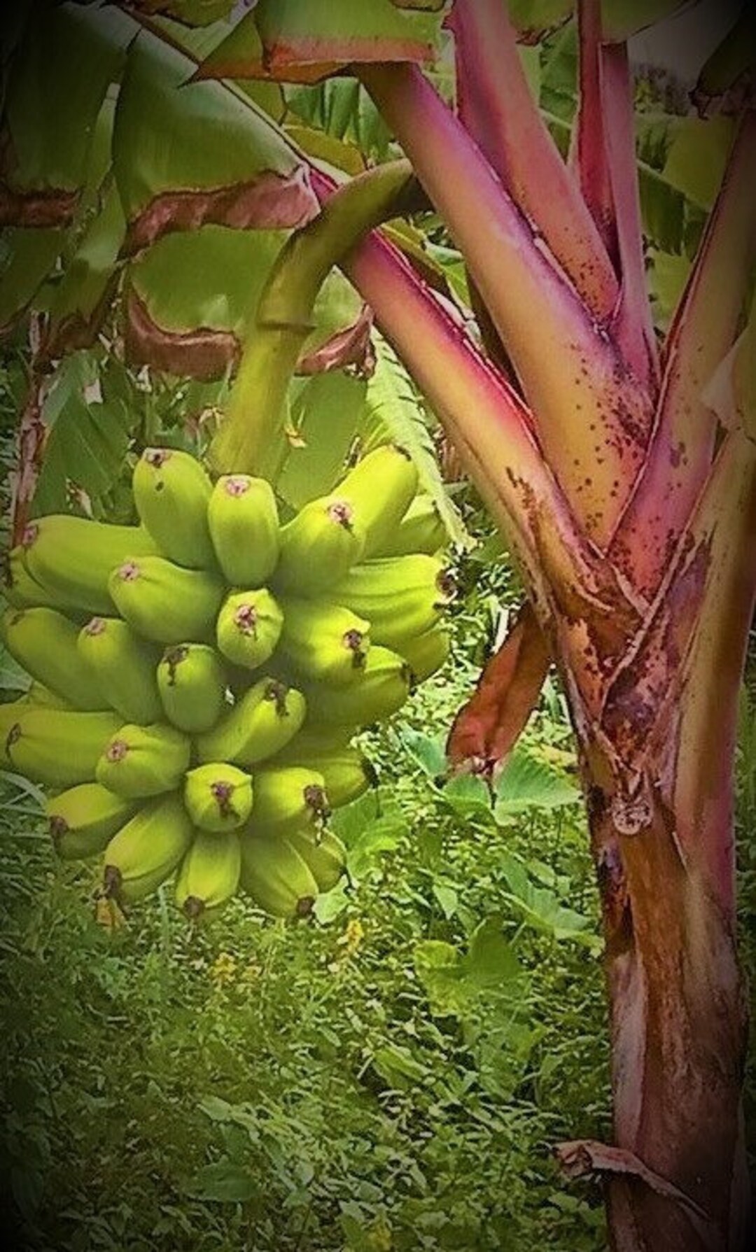 Popoulu-red Trunk(2)banana Plants-putalinga - Etsy