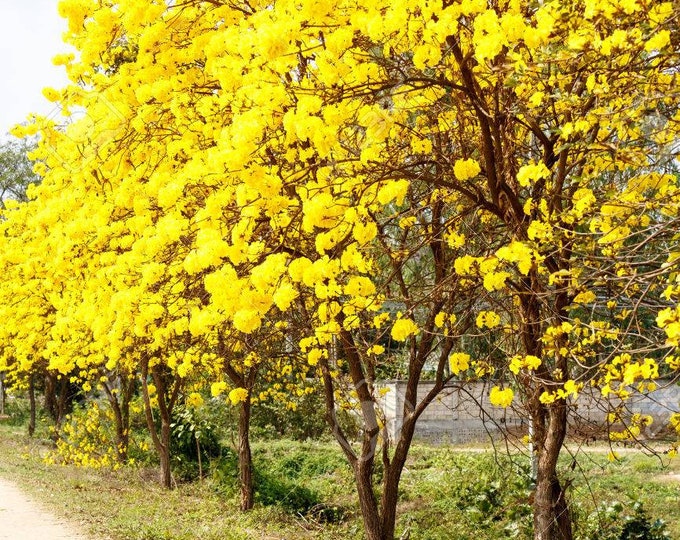 Tabebuia Caraiba-yellow Trumpet Tree - Etsy
